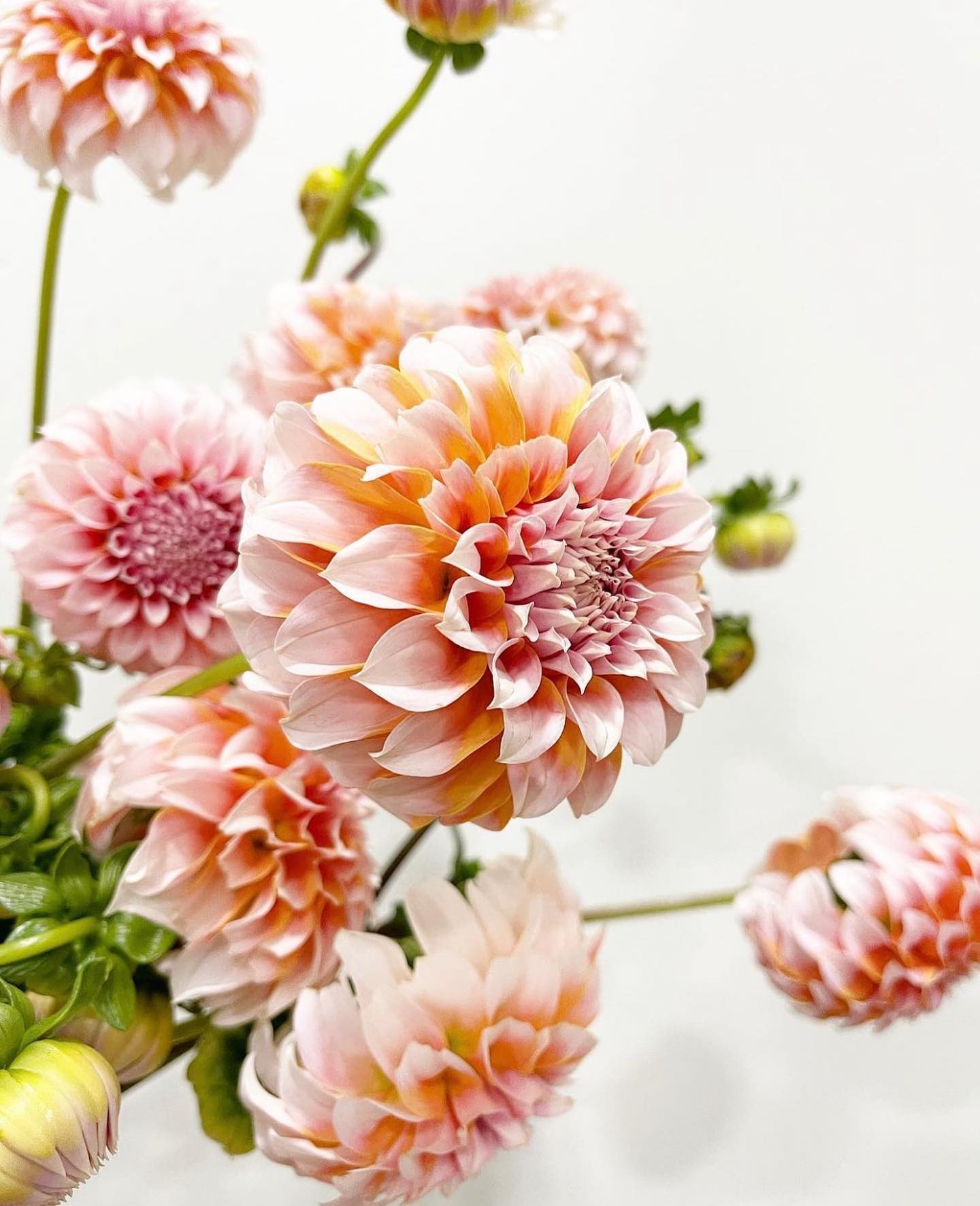 Mayesh Wholesale - San Francisco Flower Market