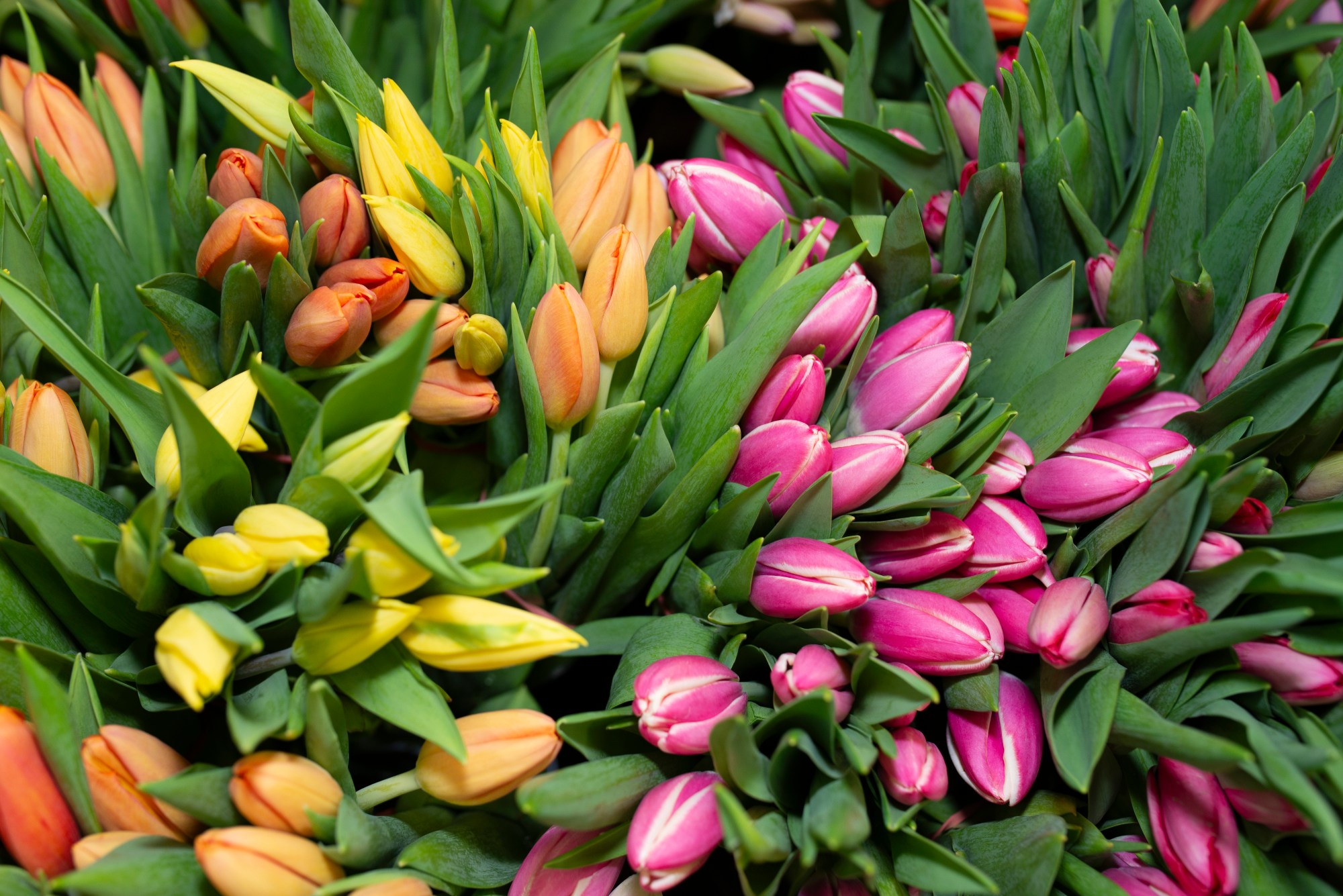 Hours and Location - San Francisco Flower Market